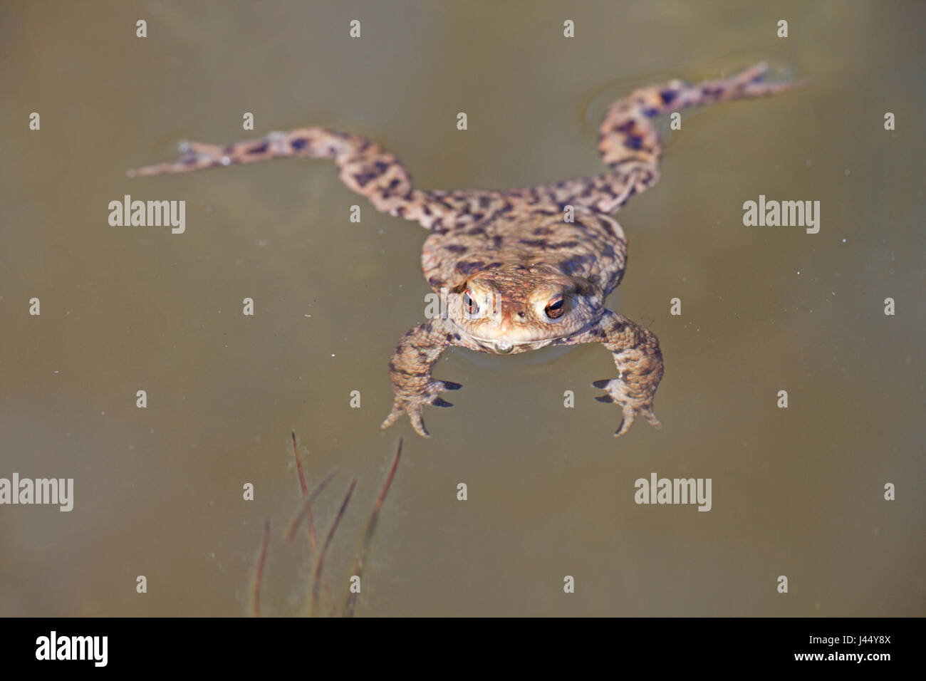 Male toads in water hi-res stock photography and images - Alamy