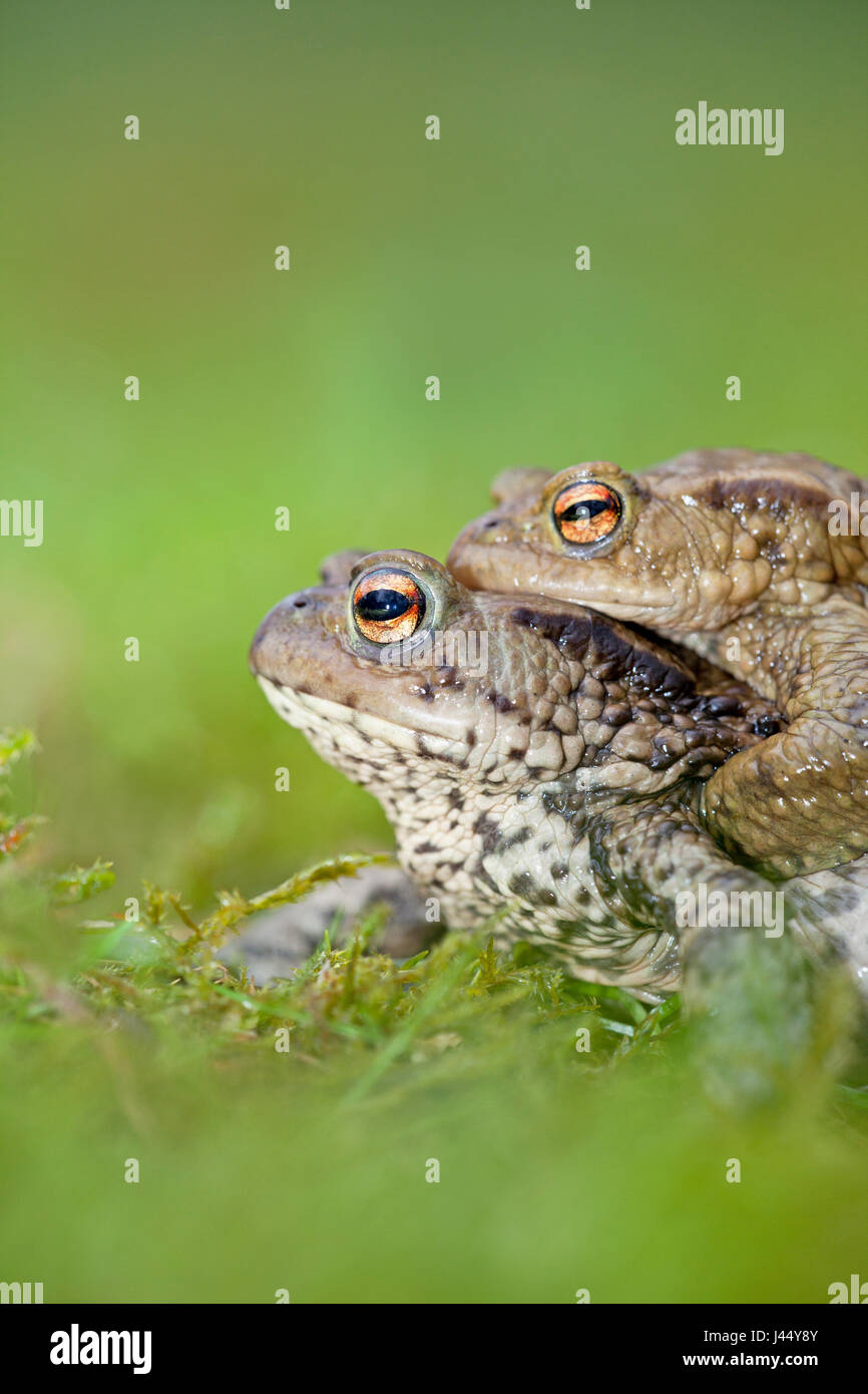 vertical portrait of a couple common toads against a green background ...
