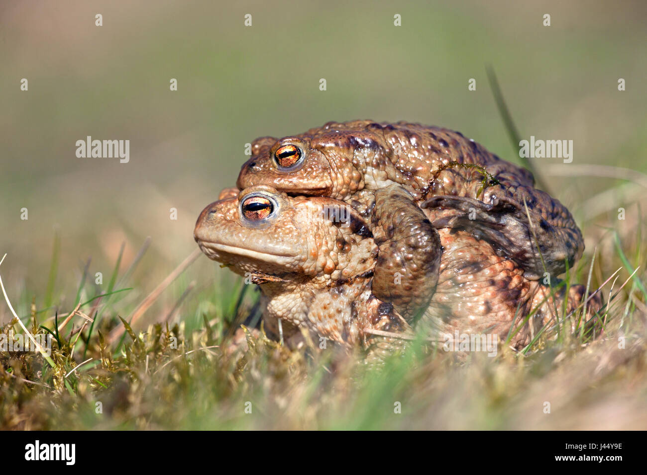 photo of a pair of common toads Stock Photo - Alamy