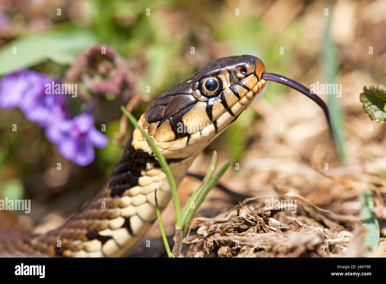 photo of a grass snake Stock Photo - Alamy