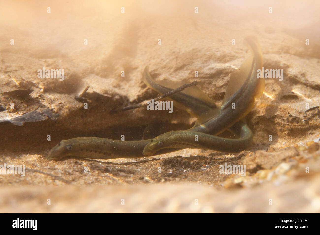 Northern lampreys hi-res stock photography and images - Alamy