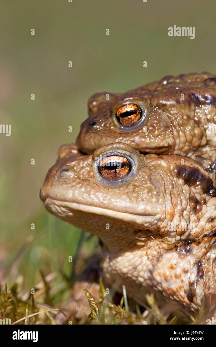 Toads head hi-res stock photography and images - Alamy