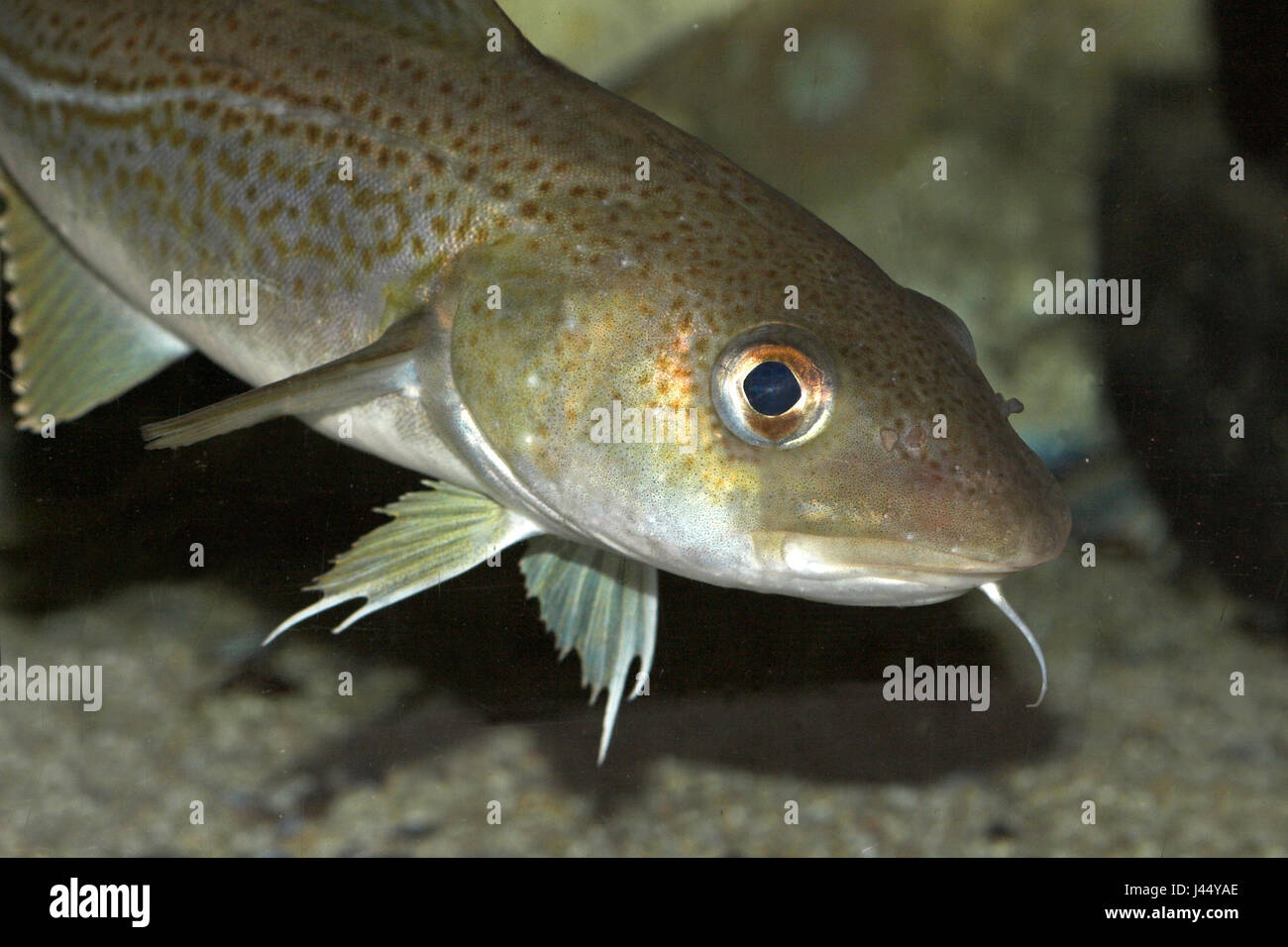 Atlantic cod fish hi-res stock photography and images - Alamy