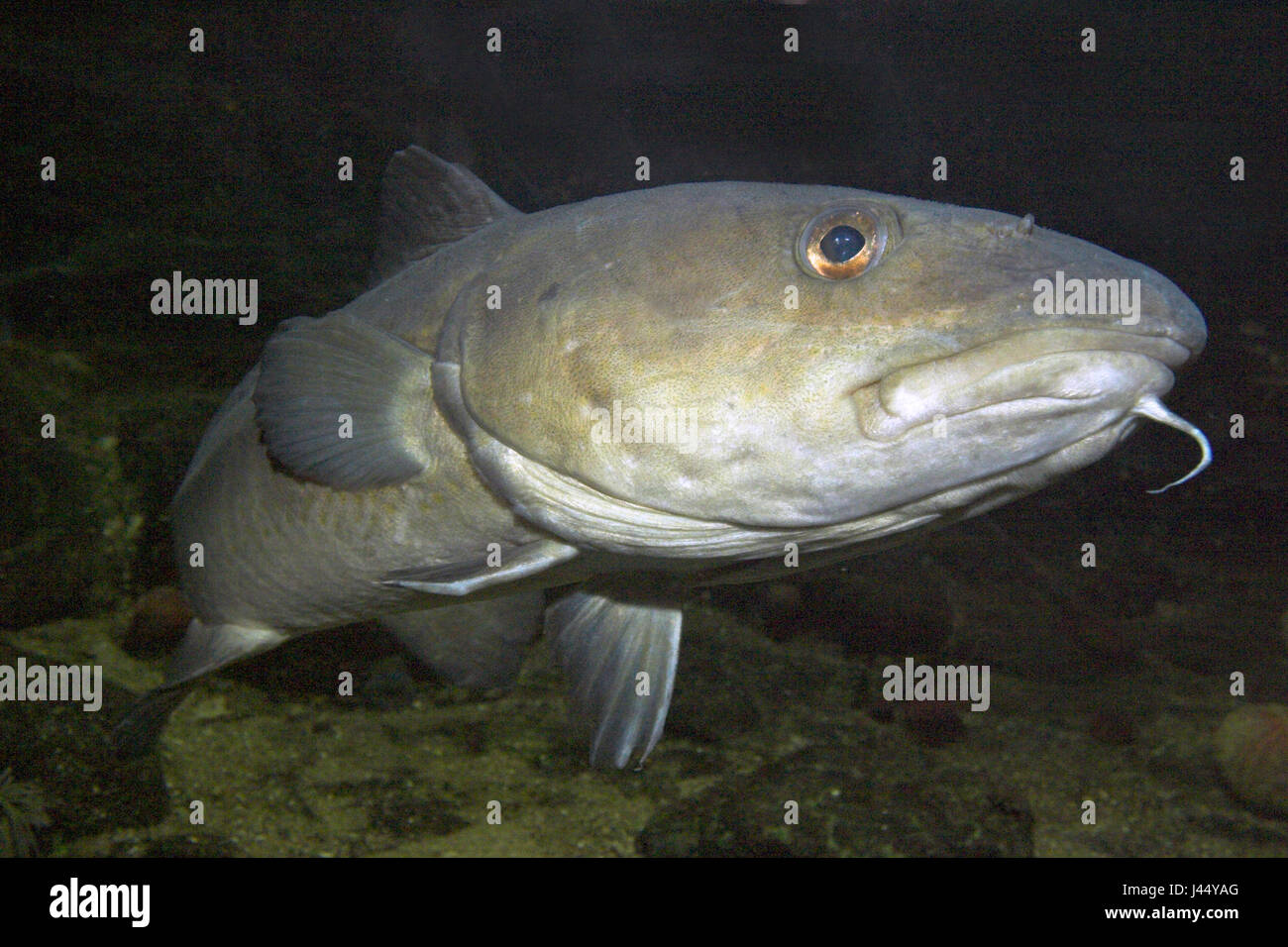 Cod fish swimming hi-res stock photography and images - Alamy
