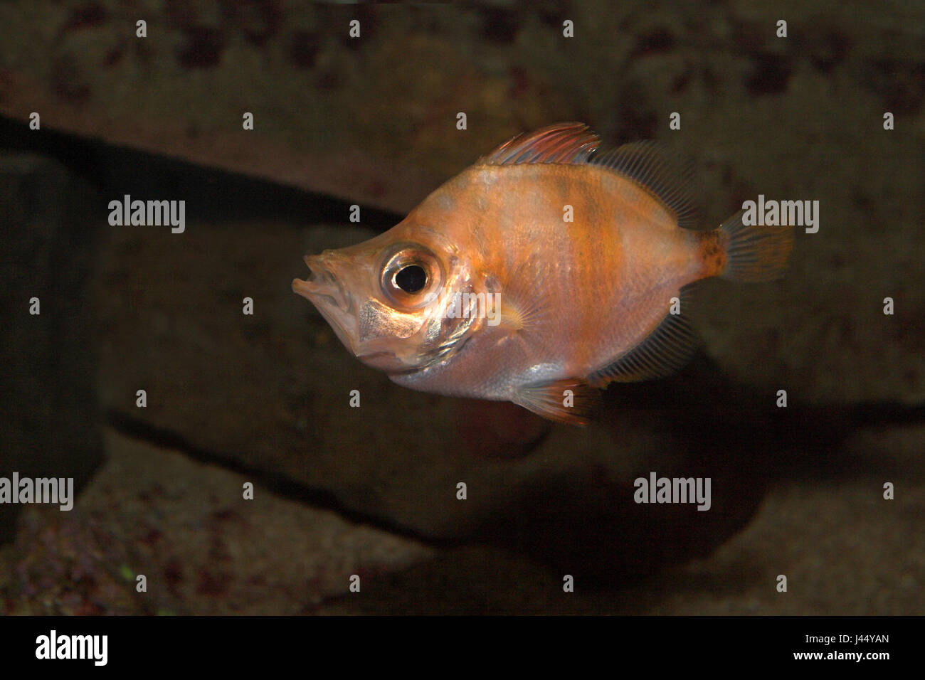 Boarfish Stock Photos & Boarfish Stock Images - Alamy