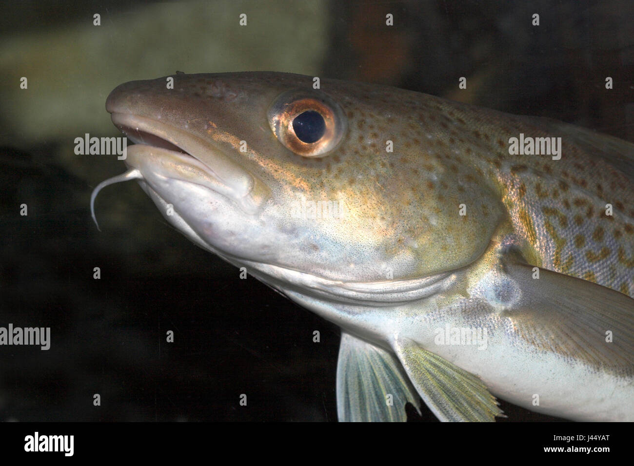 Atlantic cod fish hi-res stock photography and images - Alamy