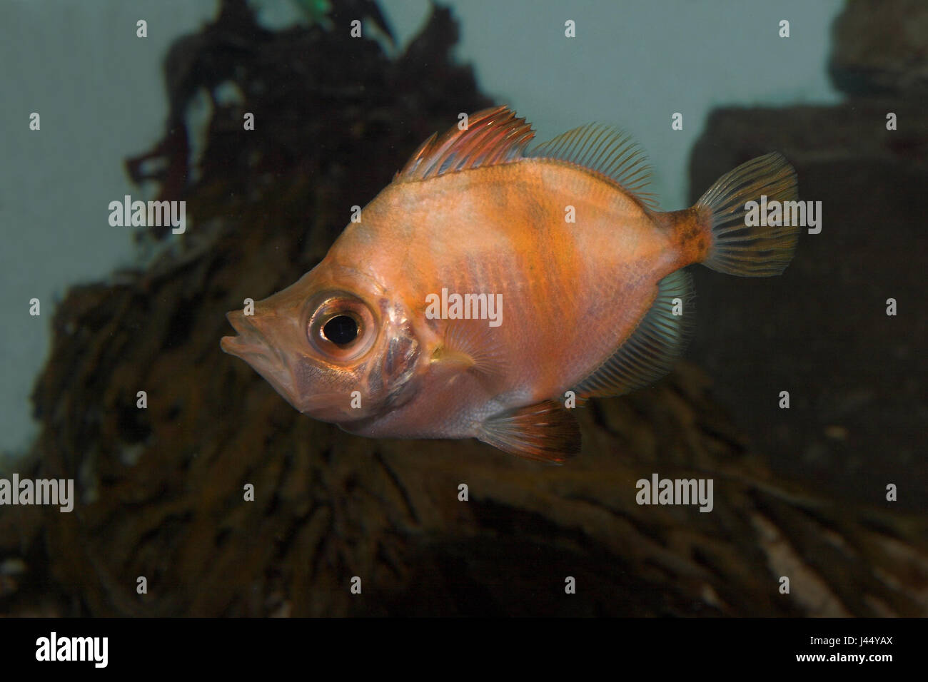picture of a swimming boarfish Stock Photo - Alamy