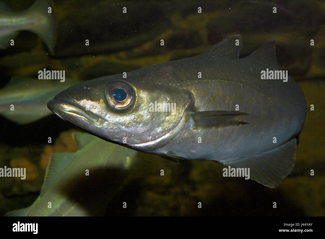 Pollack hi-res stock photography and images - Alamy