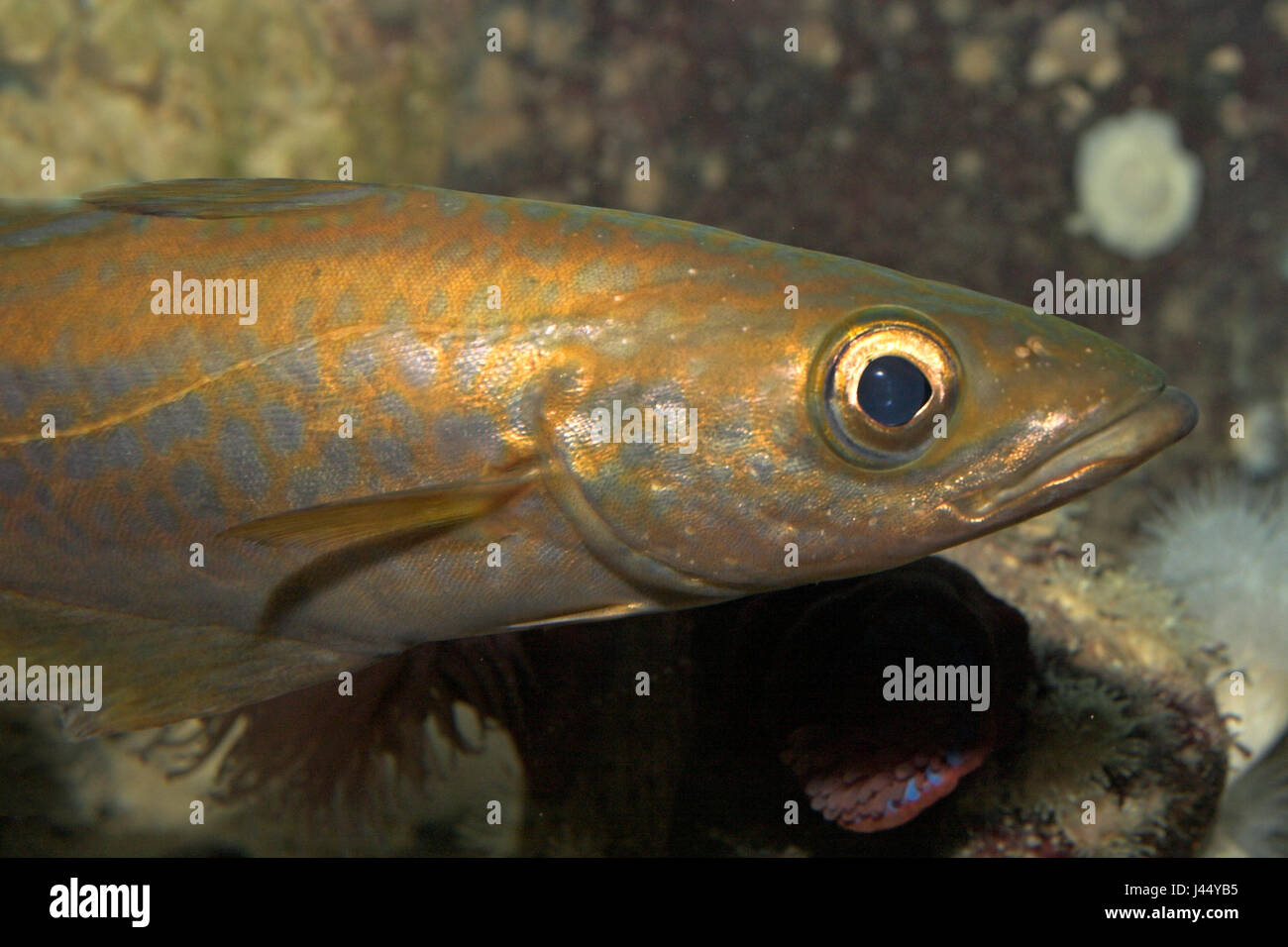 Pollack hi-res stock photography and images - Alamy