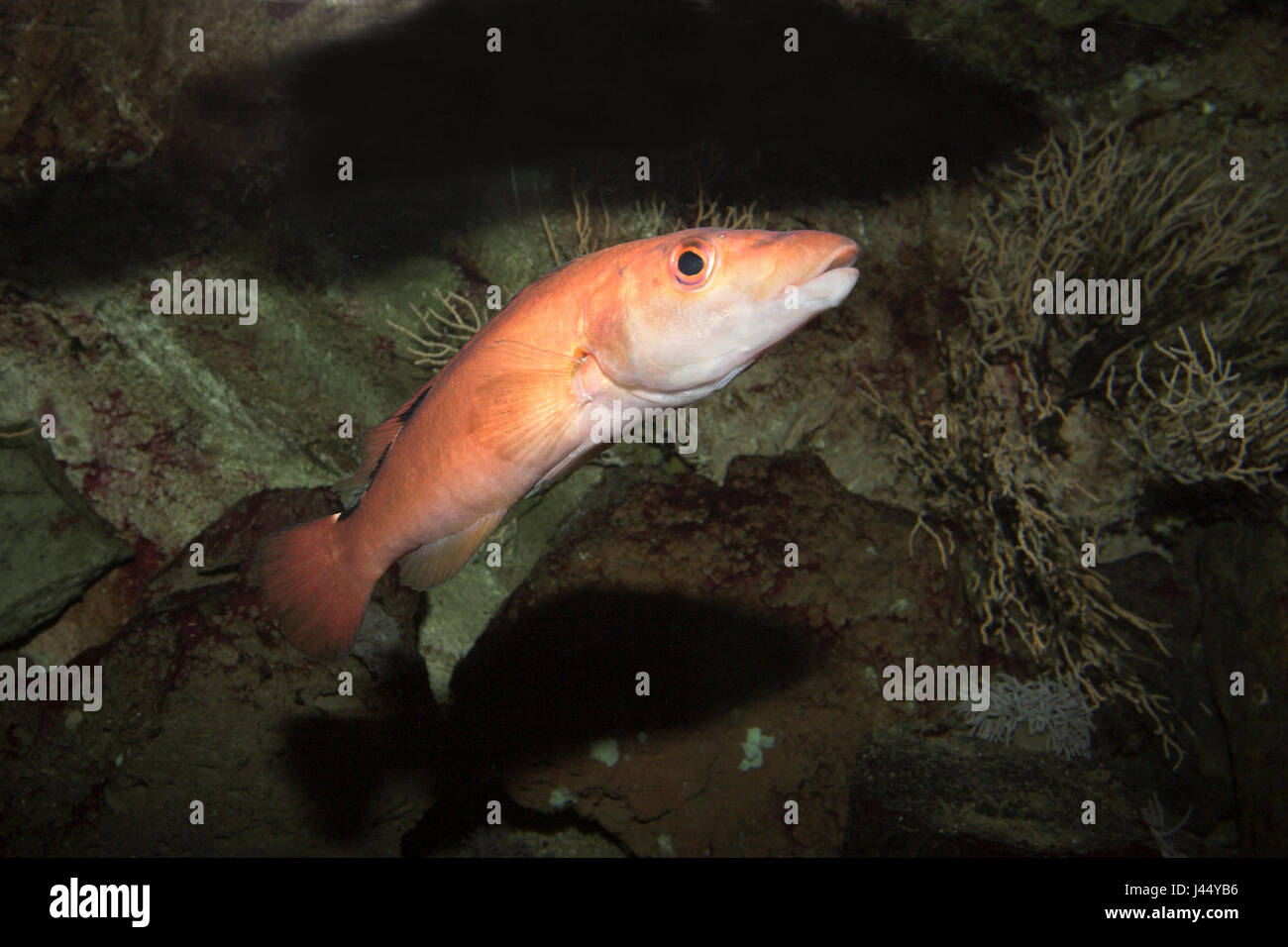 picture of a swimming ballan wrasse Stock Photo - Alamy