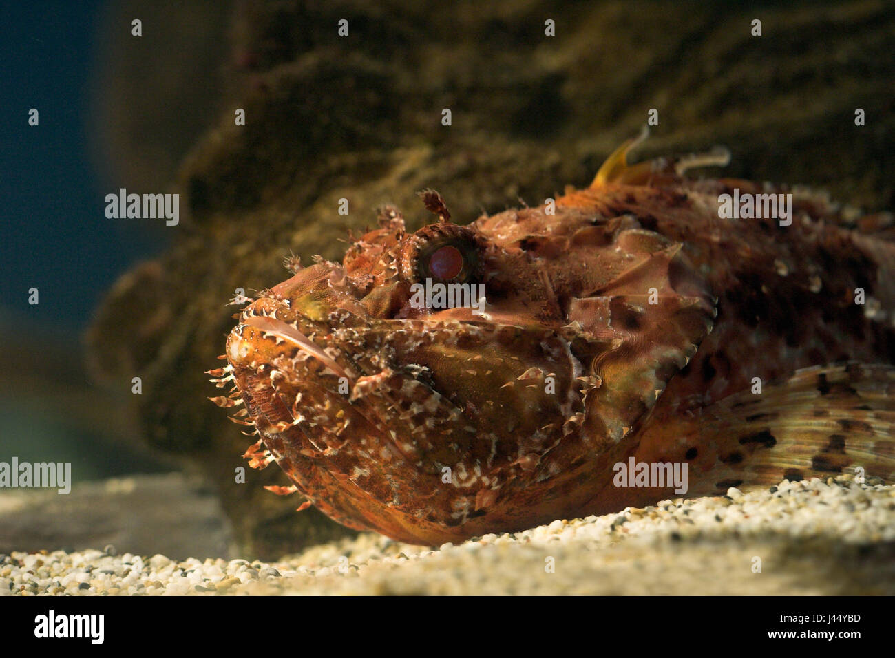 Largescaled Red Scorpionfish High Resolution Stock Photography and ...