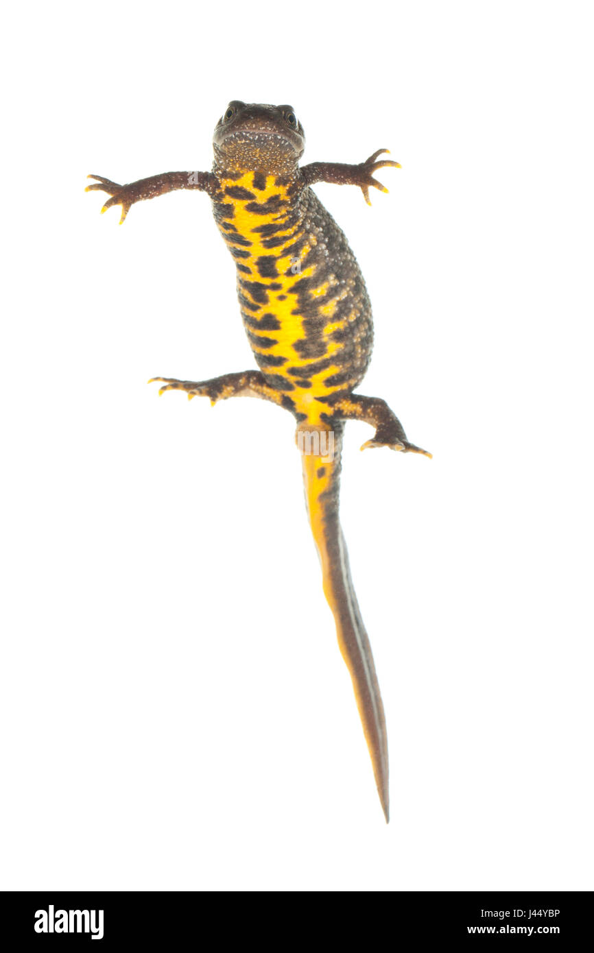 Northern crested newt Cut Out Stock Images & Pictures - Alamy