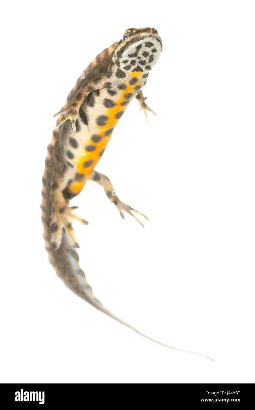 photo of a male common newt against a white background Stock Photo - Alamy
