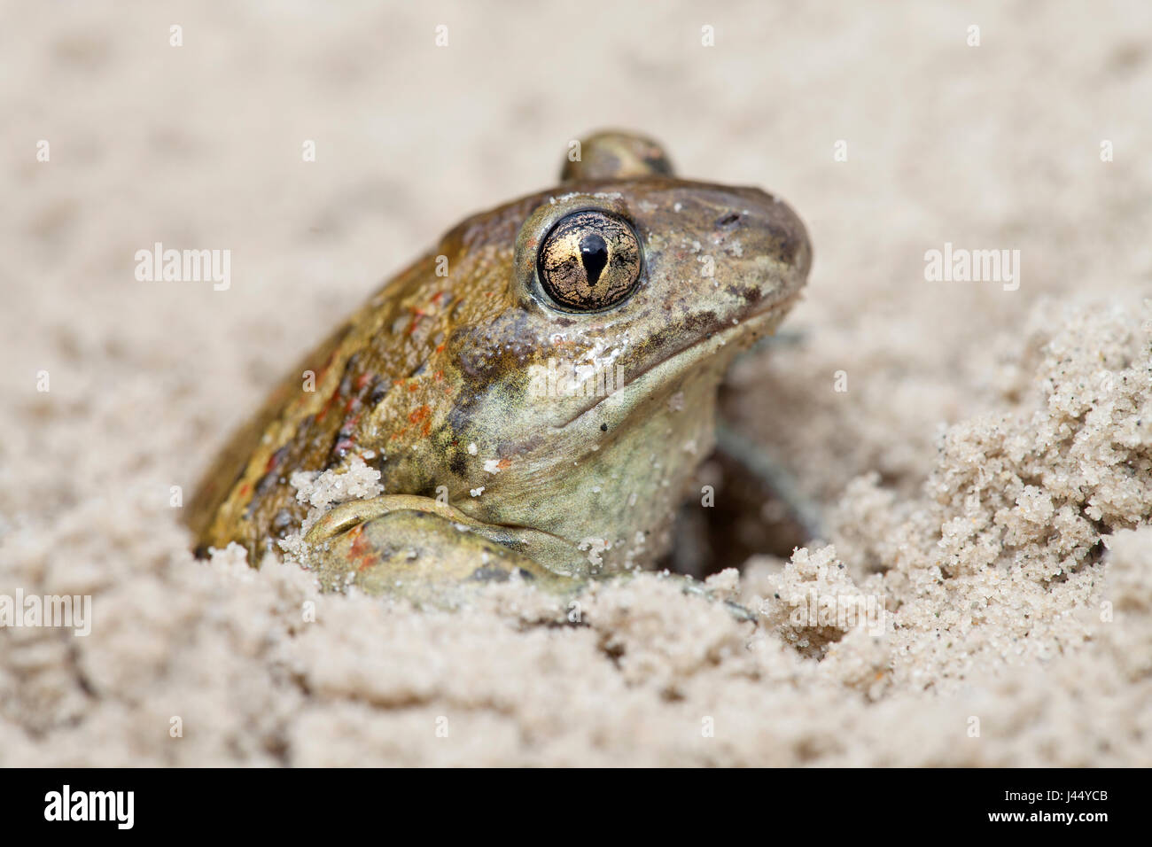 Common spadefoot digging himself into the sand Stock Photo - Alamy