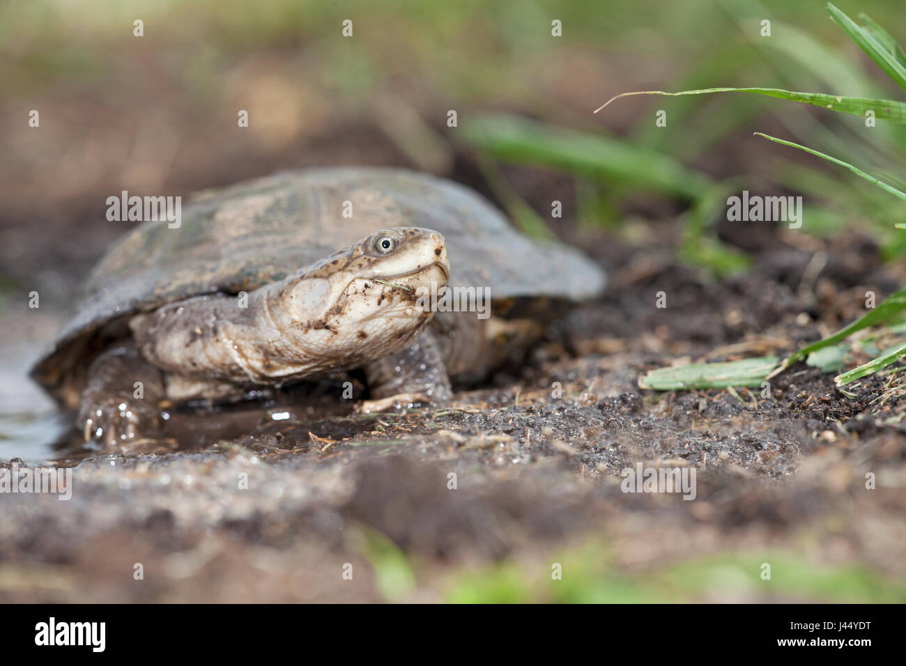 photo of a marsh terrapin Stock Photo - Alamy