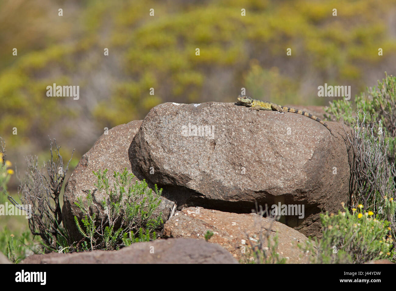Drakensberg crag lizard; Pseudocordylus melanotus Stock Photo - Alamy