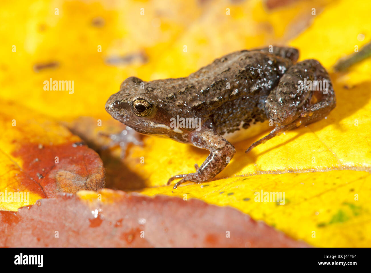 Small frog hi-res stock photography and images - Alamy