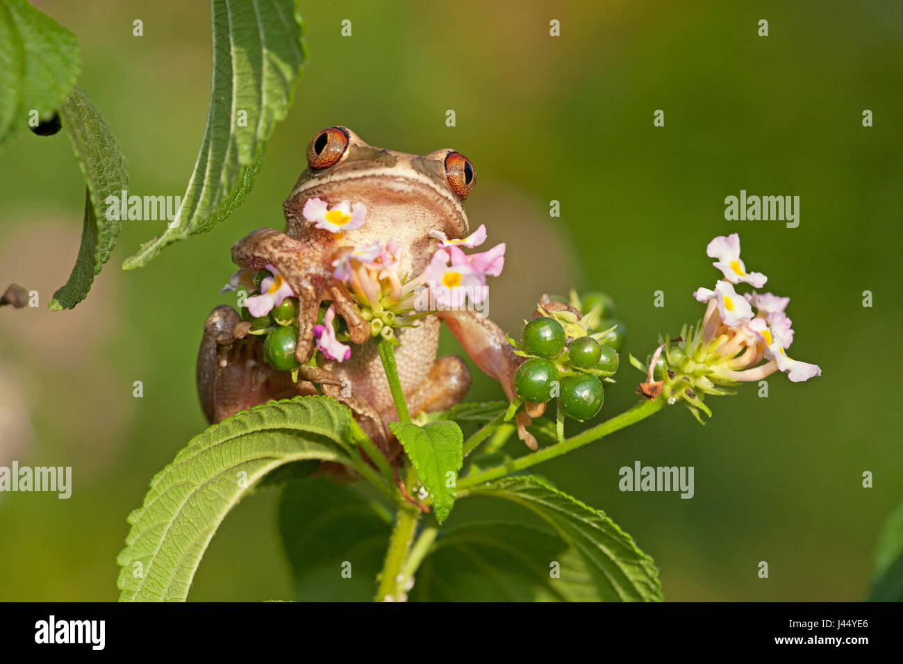 Natal tree frog in the bush Stock Photo - Alamy