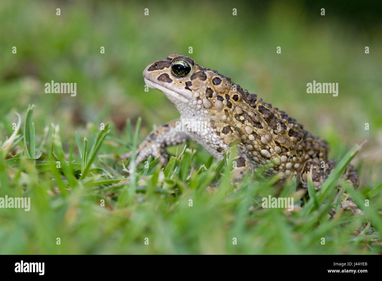 Karoo toad; Bufo gariepensis Stock Photo - Alamy
