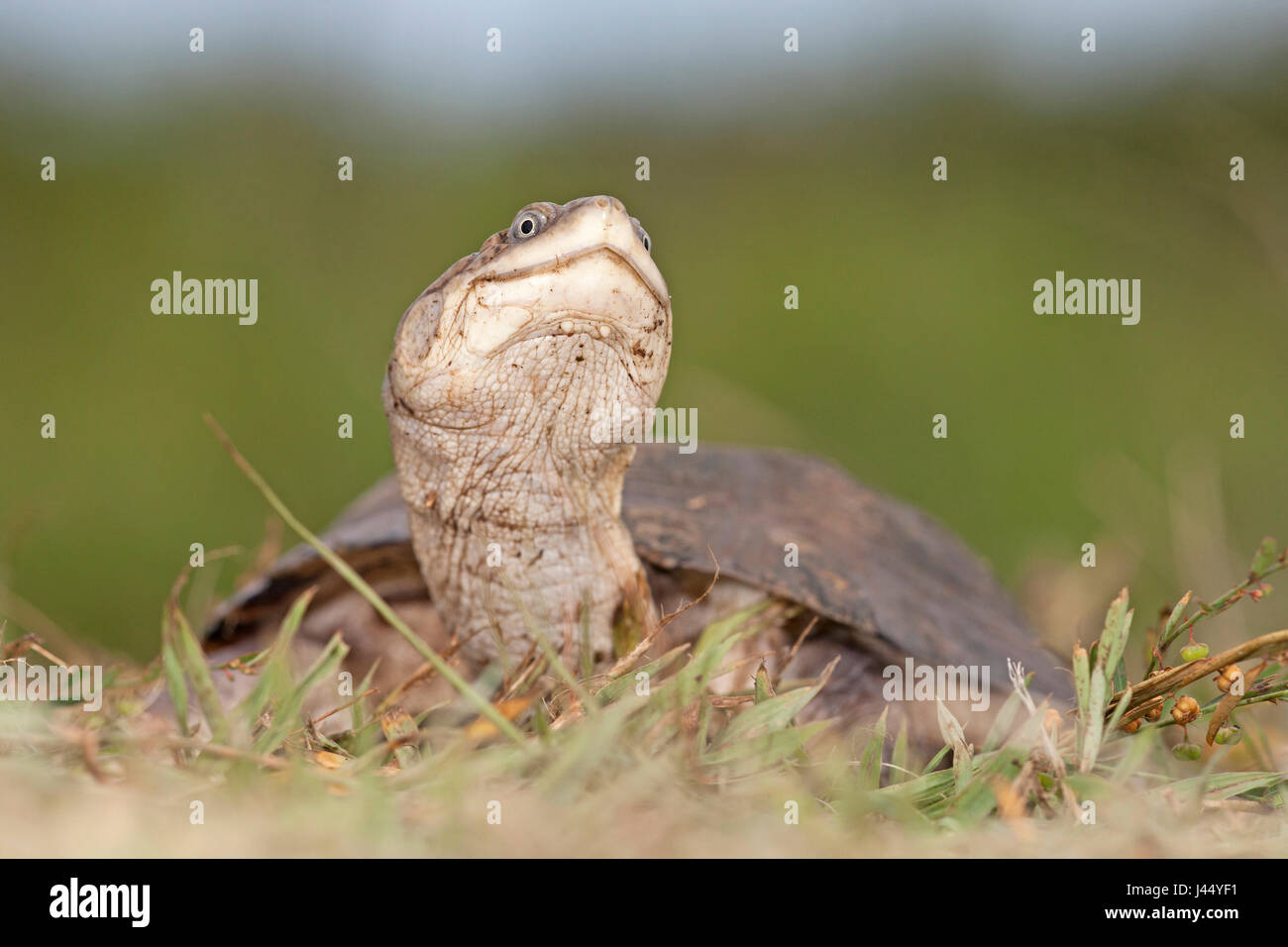 Helmeted marsh terrapin hi-res stock photography and images - Alamy
