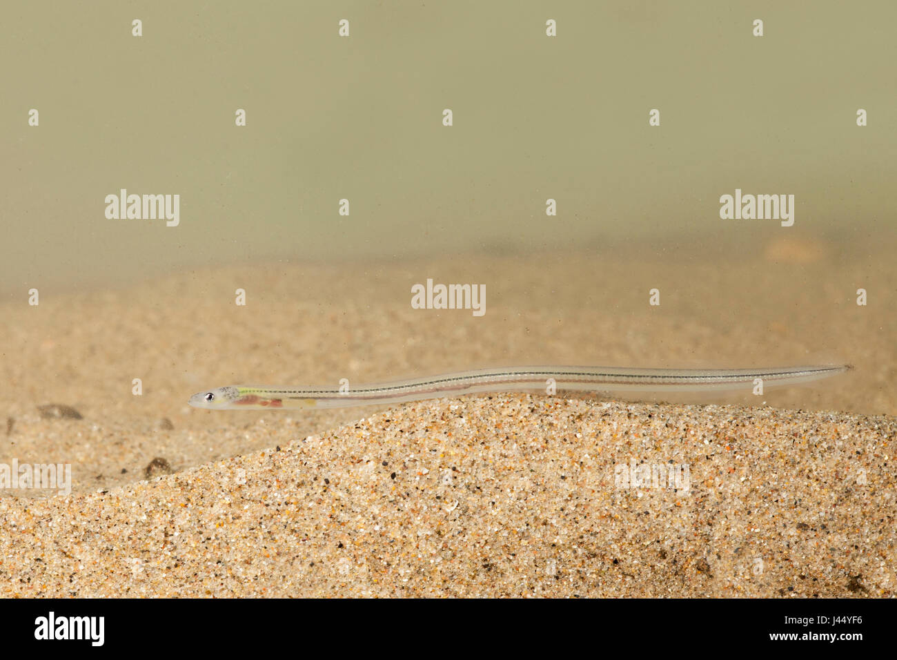 photo of a eel on sand Stock Photo - Alamy