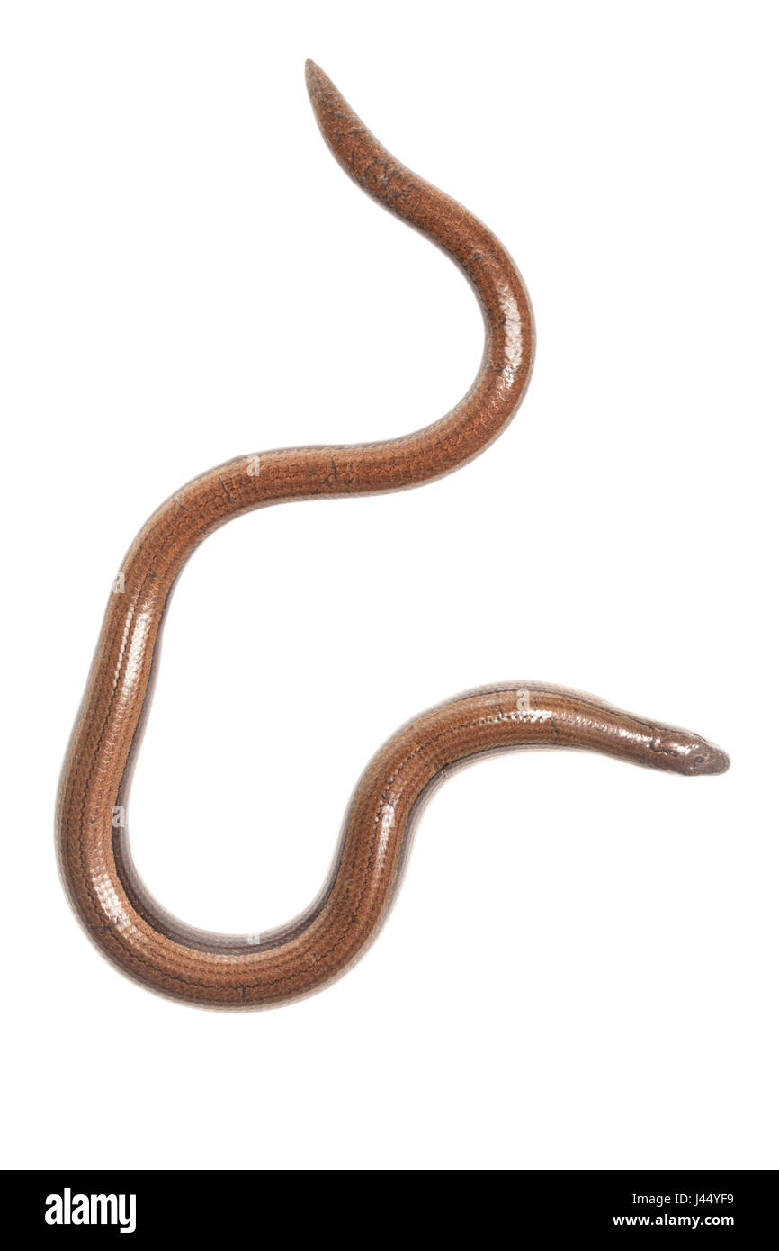 rendered photo of a slow worm Stock Photo - Alamy