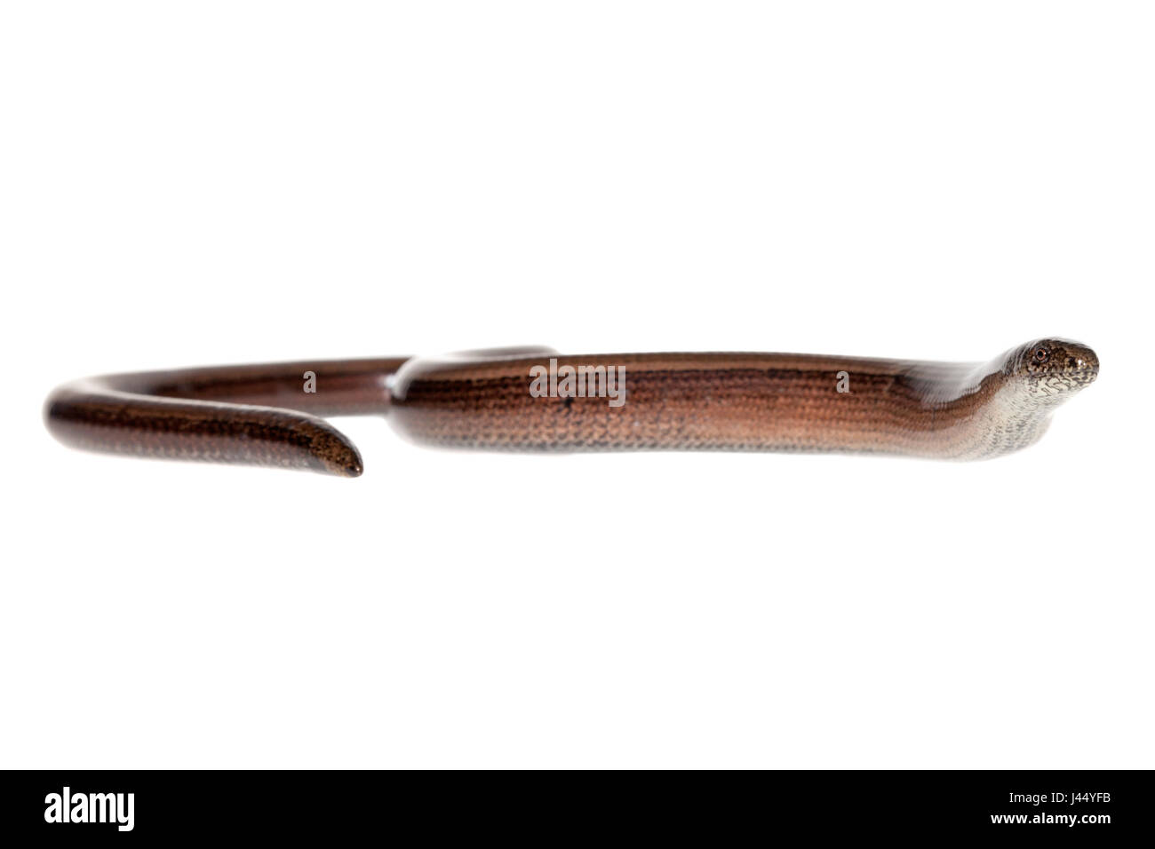 rendered photo of a slow worm Stock Photo - Alamy