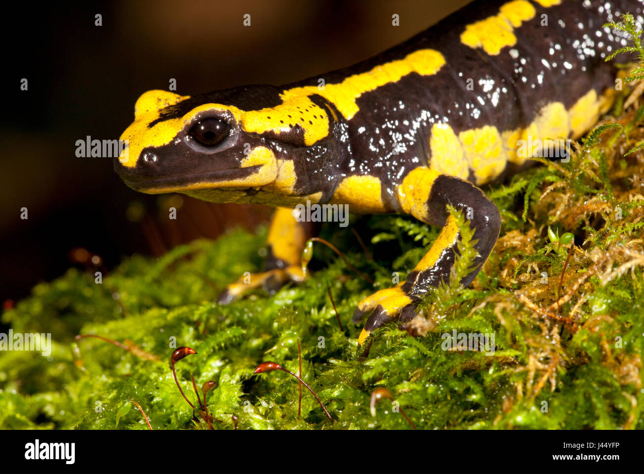 fire salamander on green moss during the night Stock Photo - Alamy