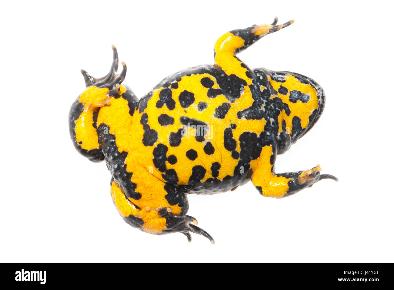 rendered photo of a yellow-bellied toad Stock Photo - Alamy