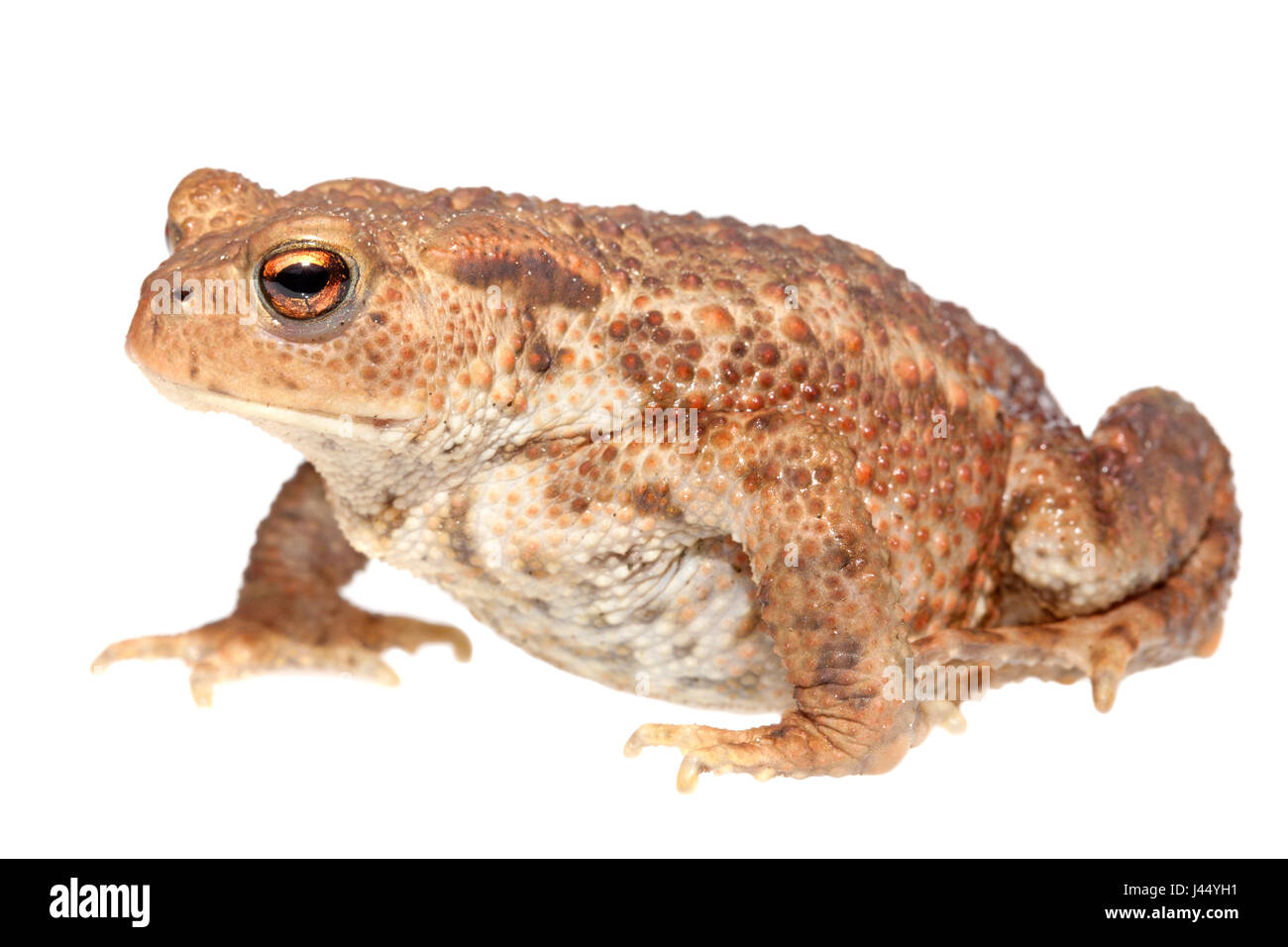 rendered photo of a common toad Stock Photo - Alamy