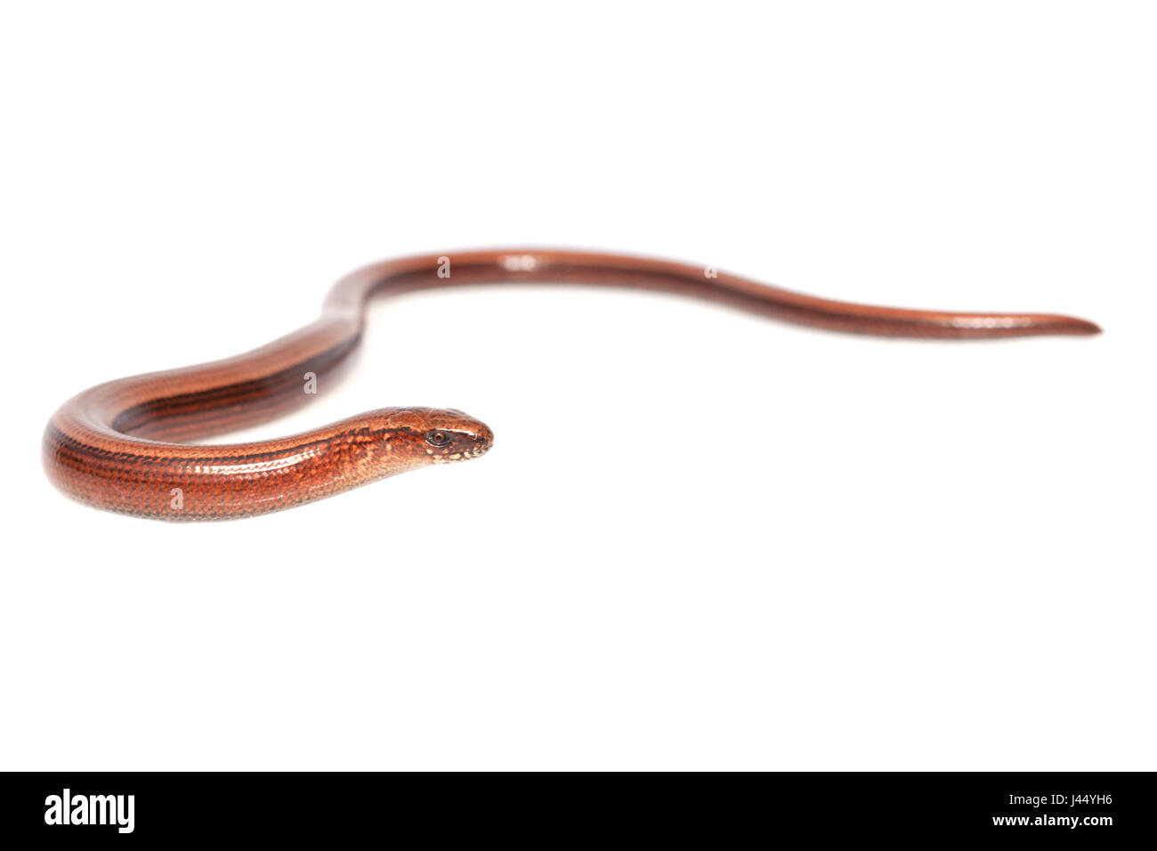 rendered photo of a slow worm Stock Photo - Alamy