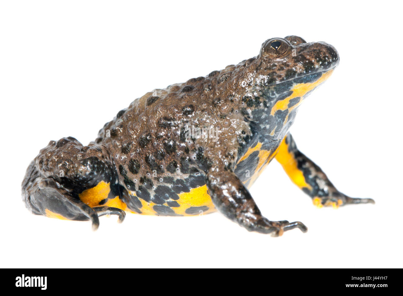 rendered photo of a yellow-bellied toad Stock Photo - Alamy