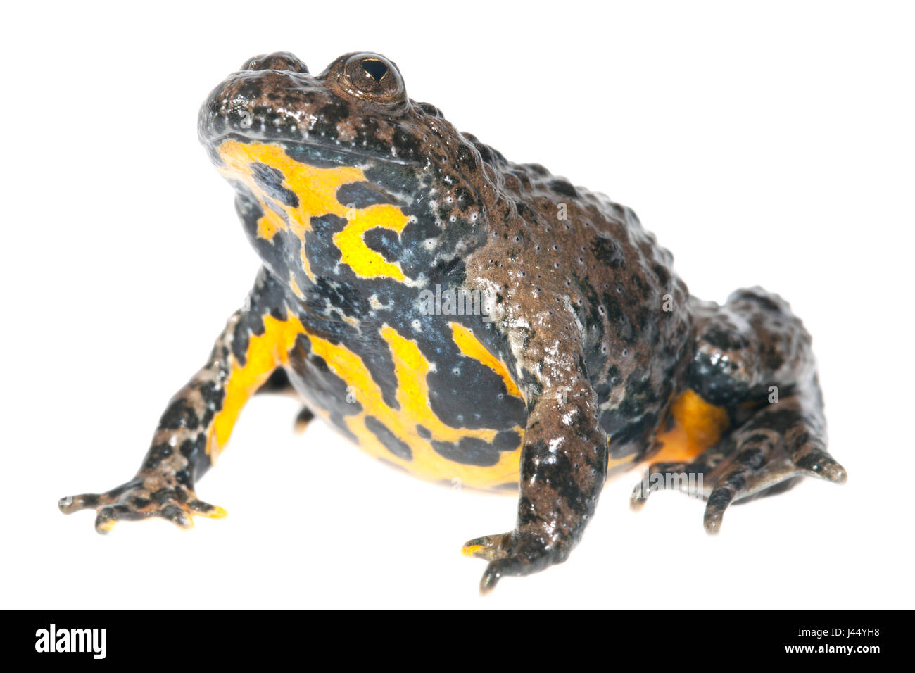 rendered photo of a yellow-bellied toad Stock Photo - Alamy