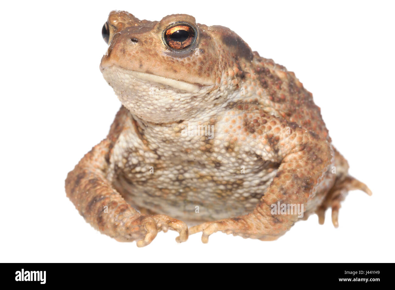 rendered photo of a common toad Stock Photo - Alamy