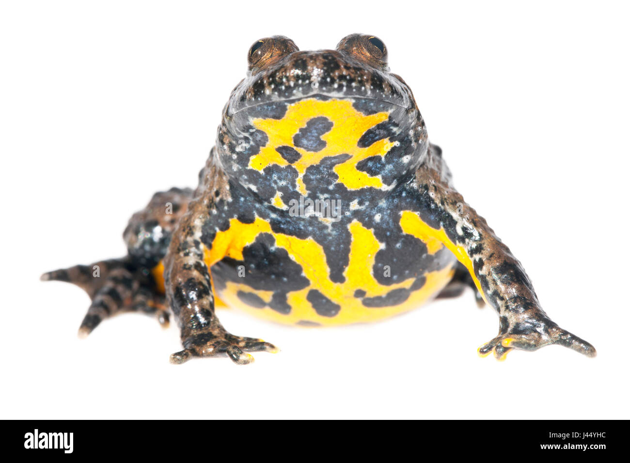 Toad clip art Cut Out Stock Images & Pictures - Alamy