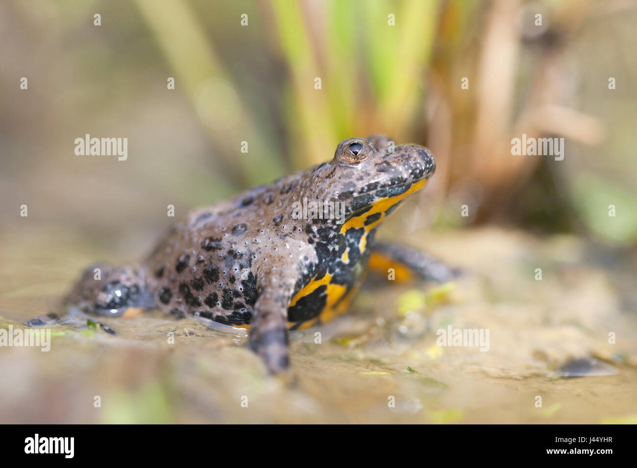 photo of a yellow-bellied toad near the water Stock Photo - Alamy