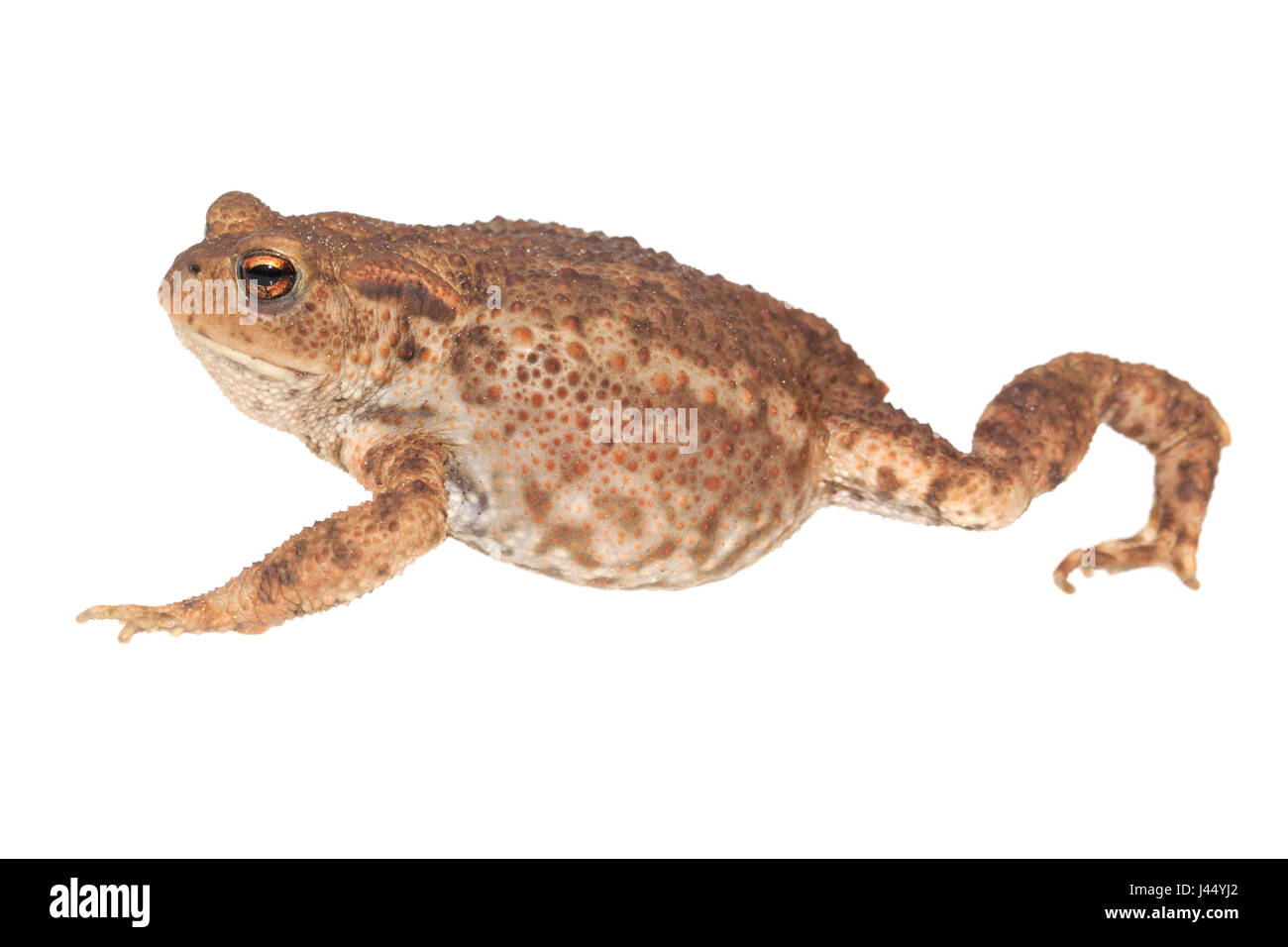 Running clip hi-res stock photography and images - Alamy