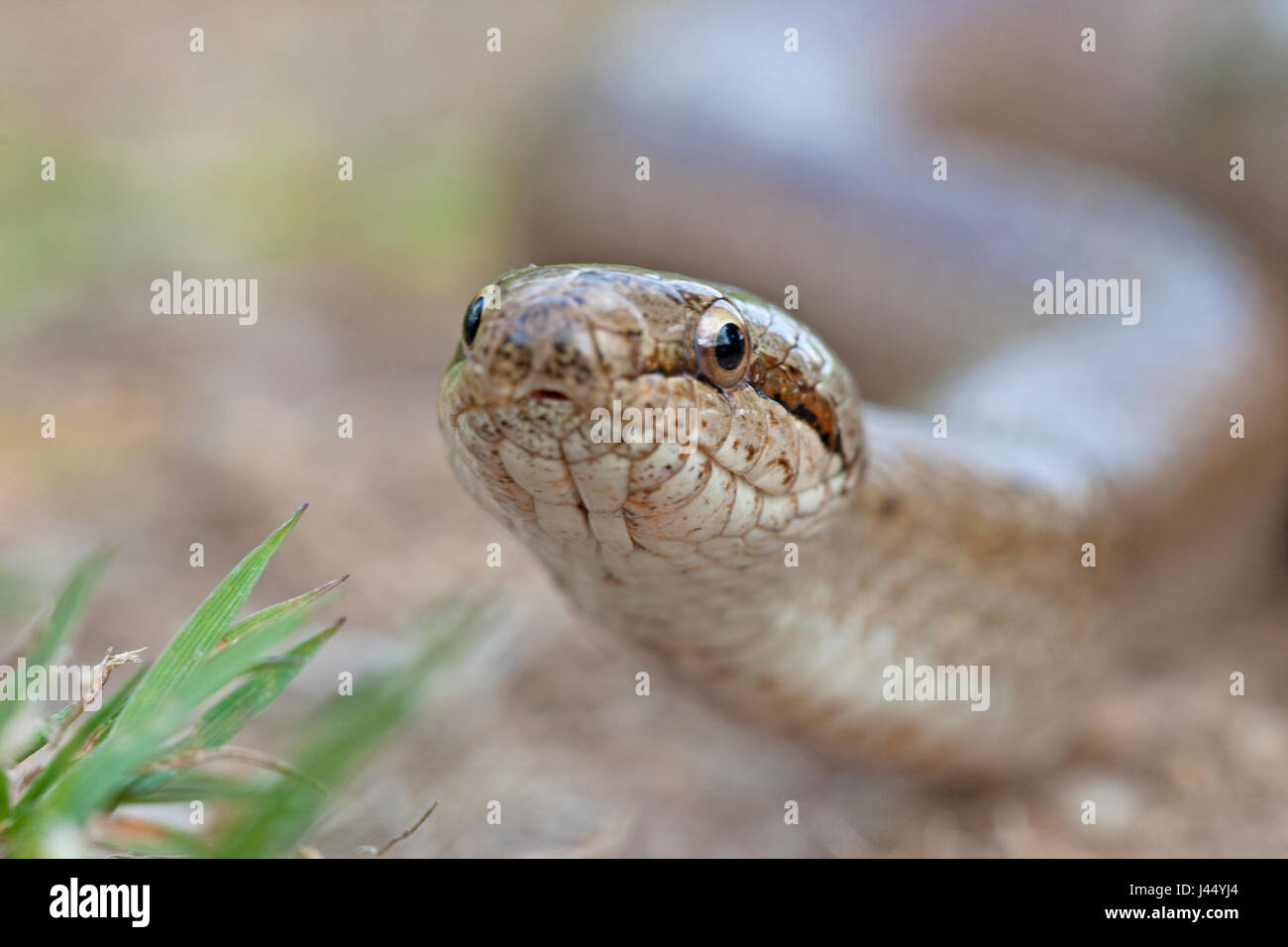 portrait of a smooth snake Stock Photo - Alamy