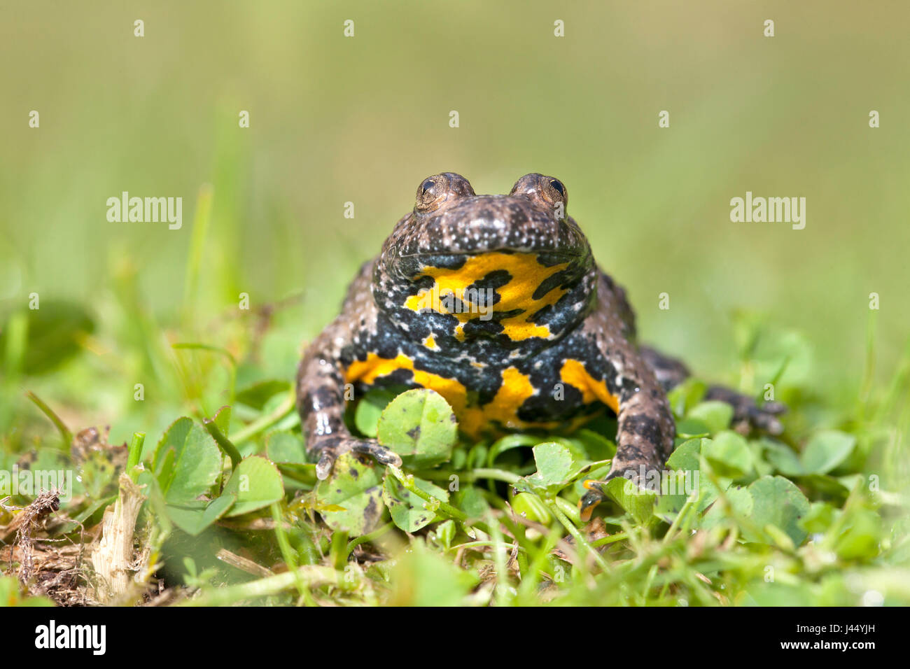 photo of a yellow-bellied toad on grass Stock Photo - Alamy