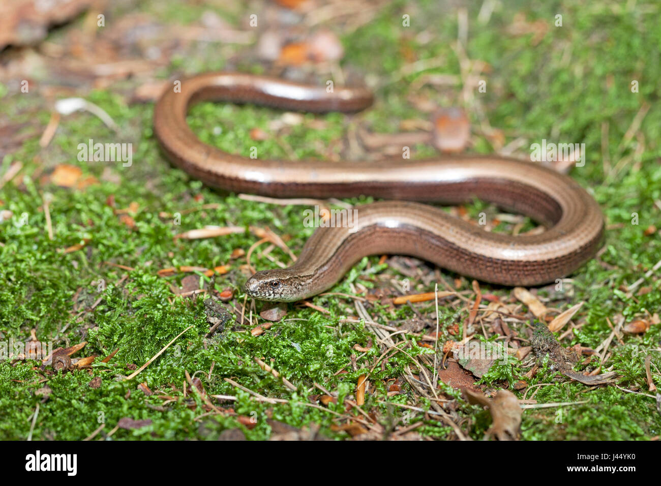 photo of a slow worm on moss Stock Photo - Alamy