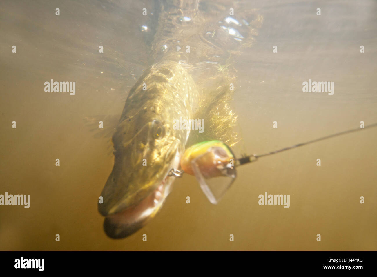 underwater photo of a pike caught on a lure Stock Photo - Alamy