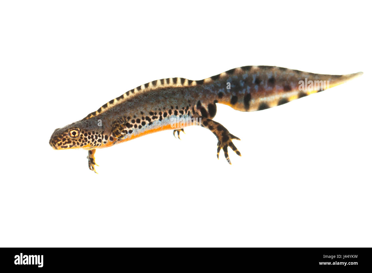 photo of a male Alpine newt against a white background Stock Photo - Alamy