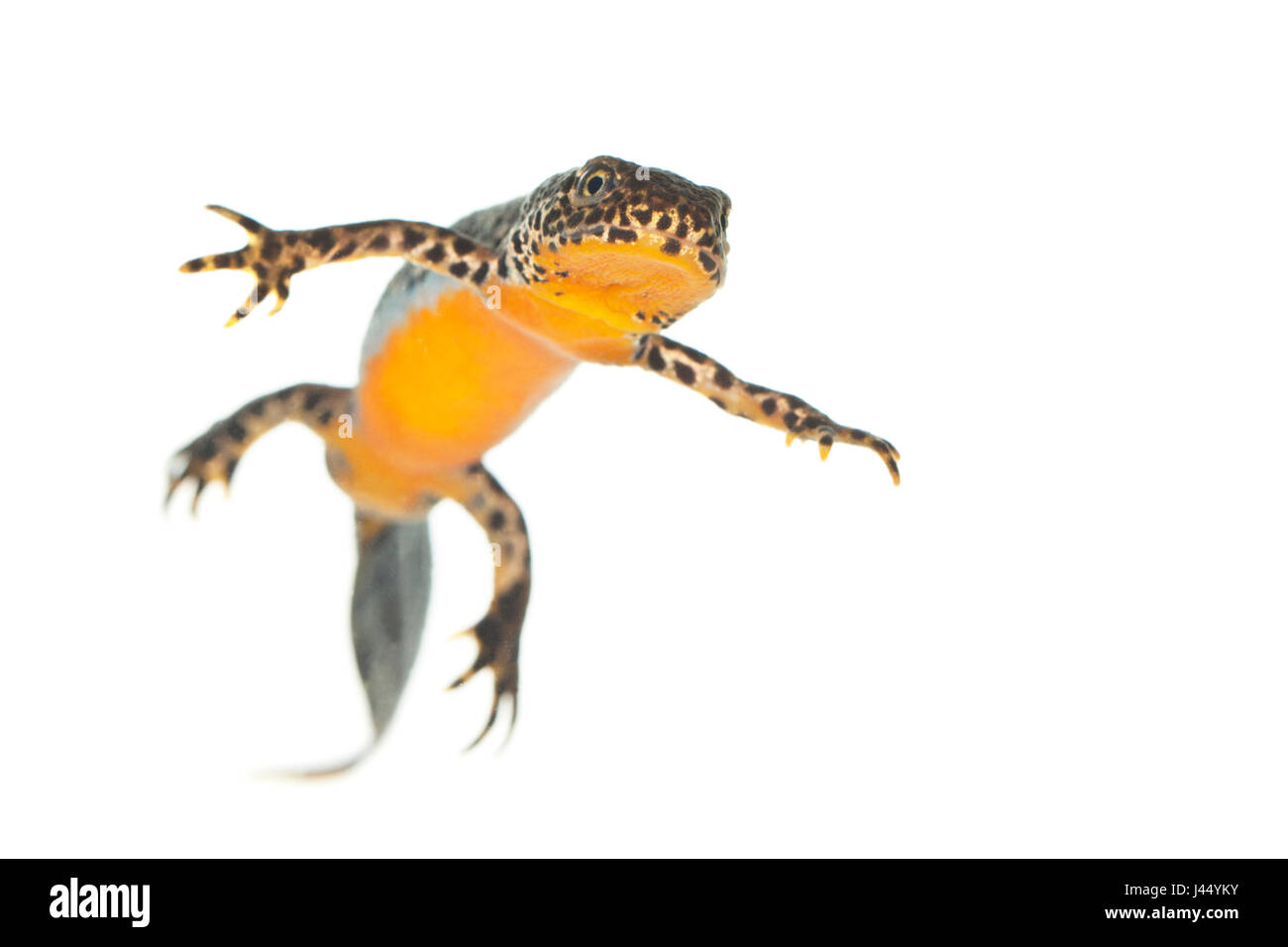 photo of a male Alpine newt against a white background Stock Photo - Alamy