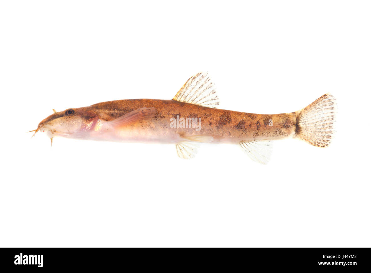 Loach fish Cut Out Stock Images & Pictures - Alamy