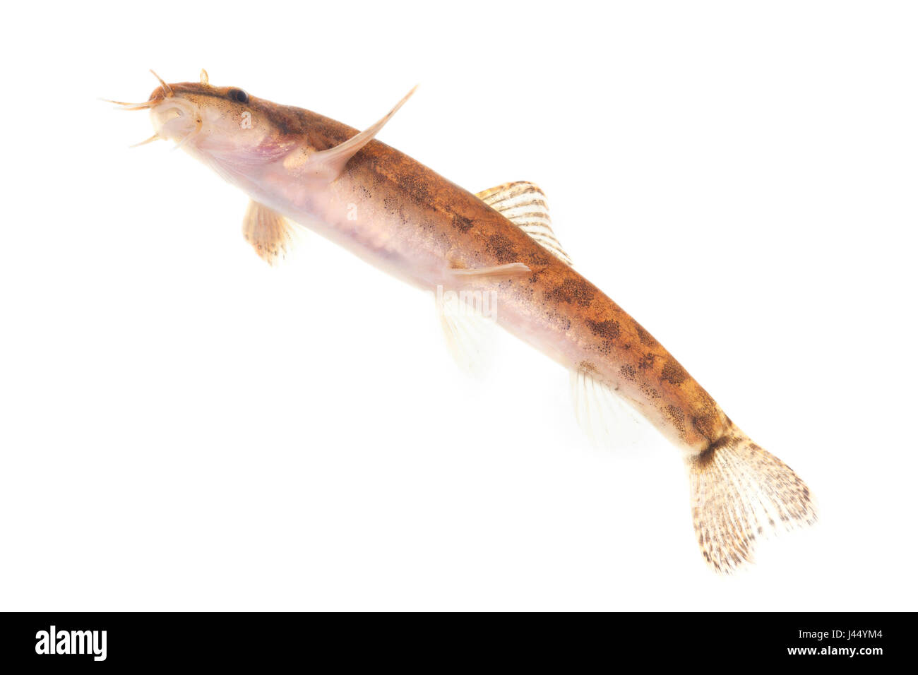River loach Cut Out Stock Images & Pictures - Alamy