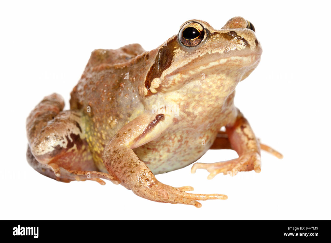 rendered photo of a common frog Stock Photo - Alamy