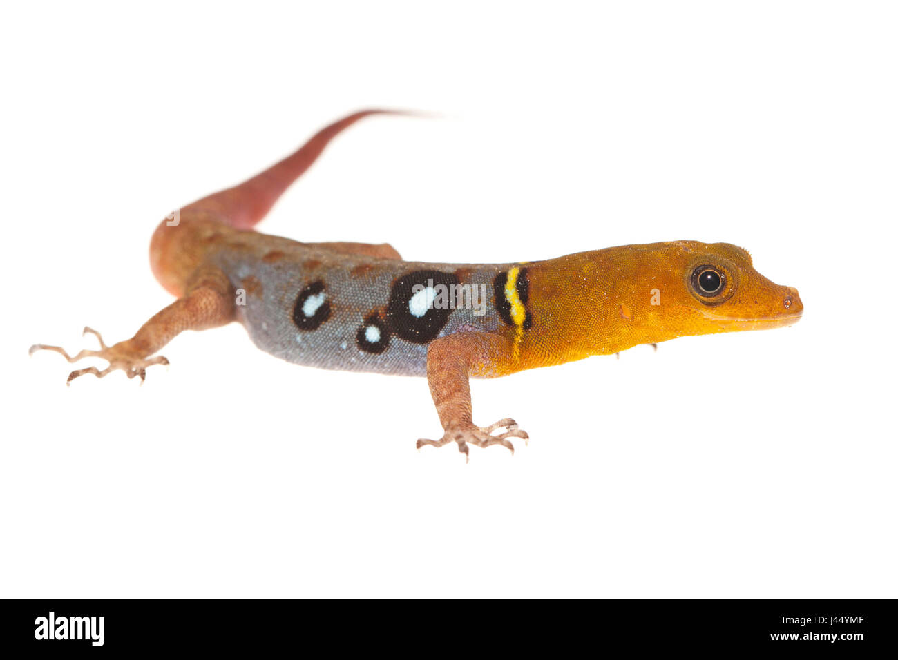 Day gecko hi-res stock photography and images - Alamy