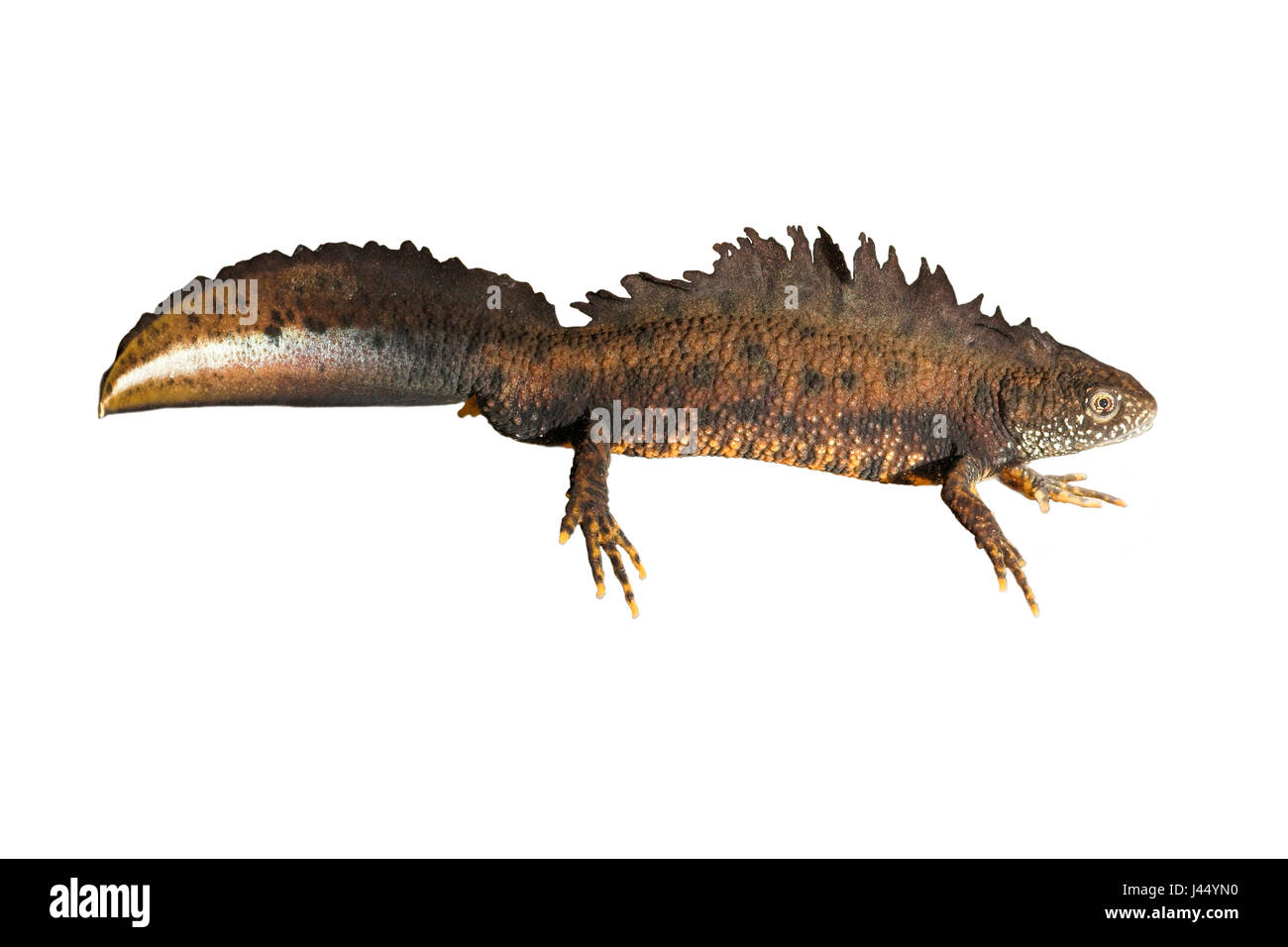 Great Crested Newt against a white background (rendered Stock Photo - Alamy