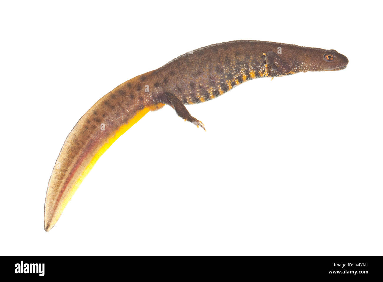 Great crested newt female hi-res stock photography and images - Alamy