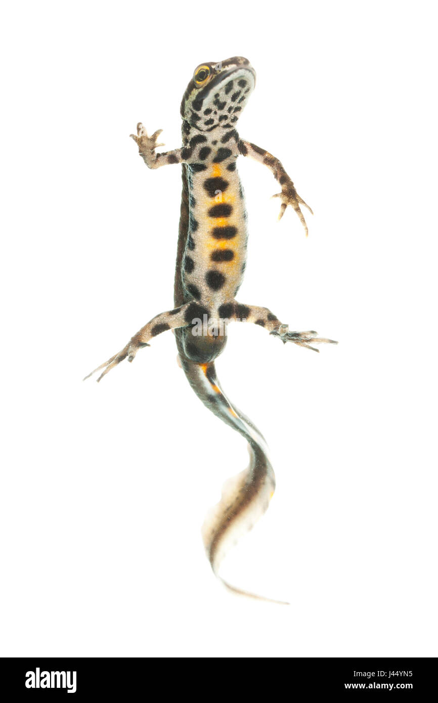 photo of a male common newt against a white background Stock Photo - Alamy